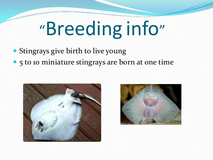 Stingray powerpoint