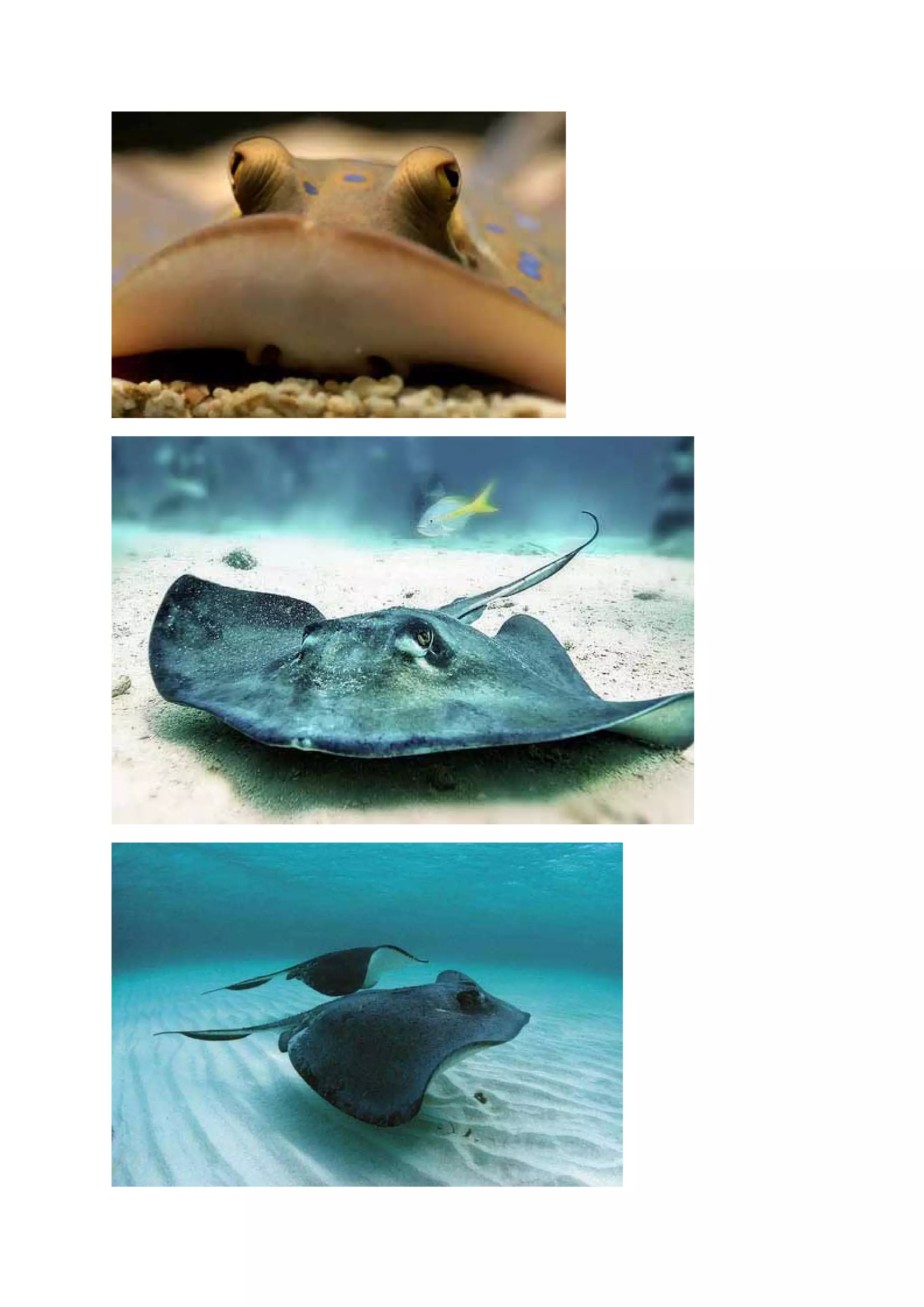 Stingrays | PDF