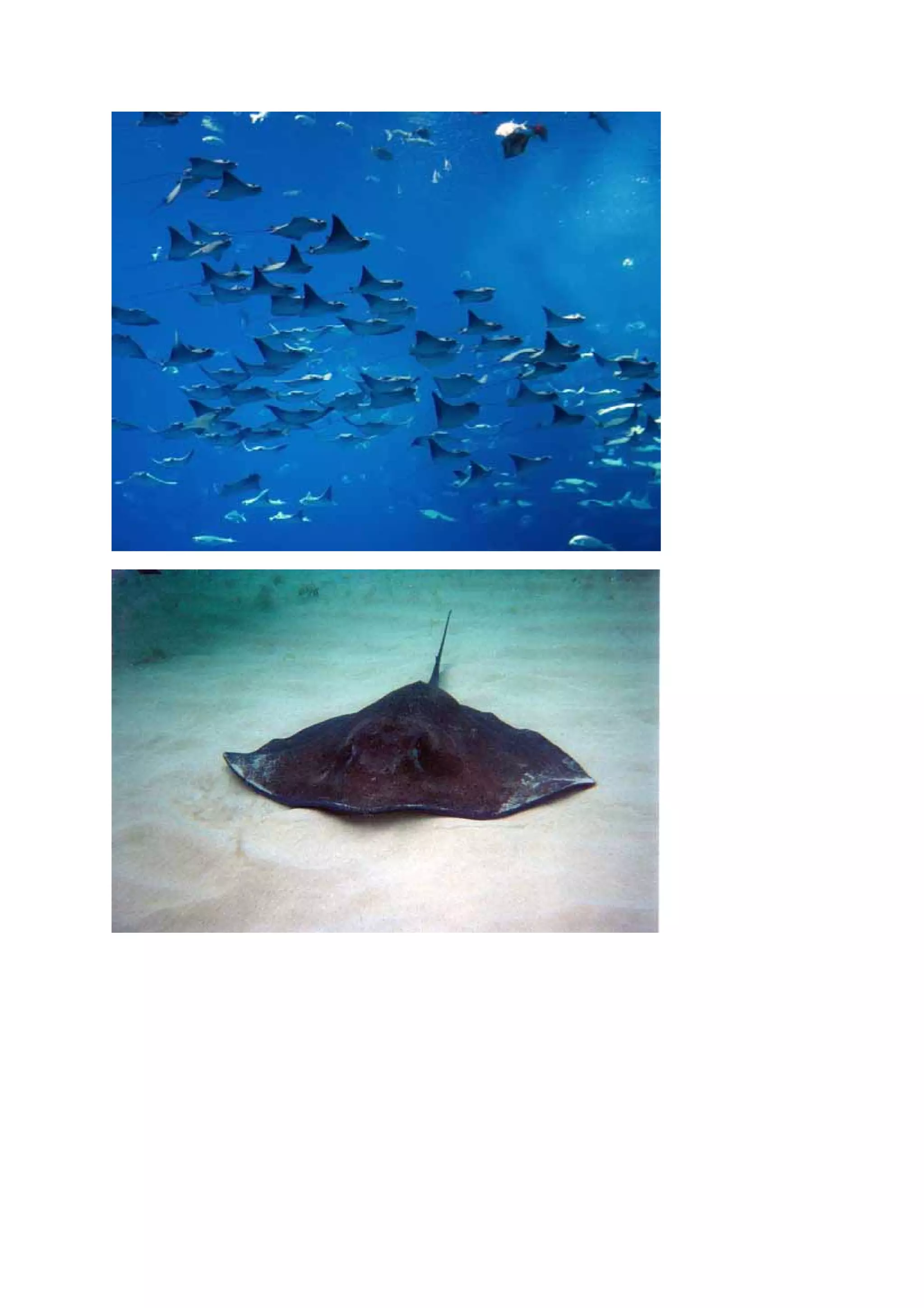Stingrays | PDF