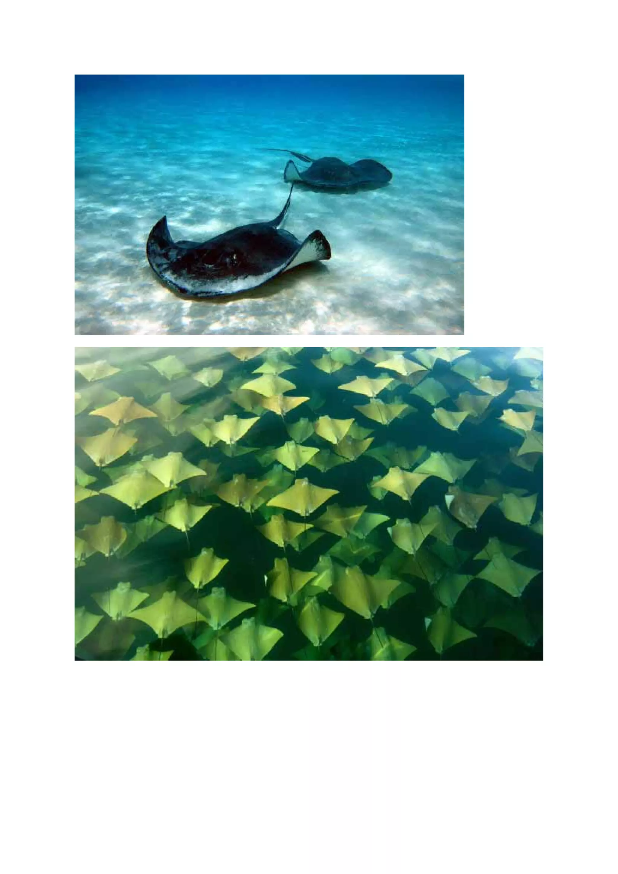 Stingrays | PDF
