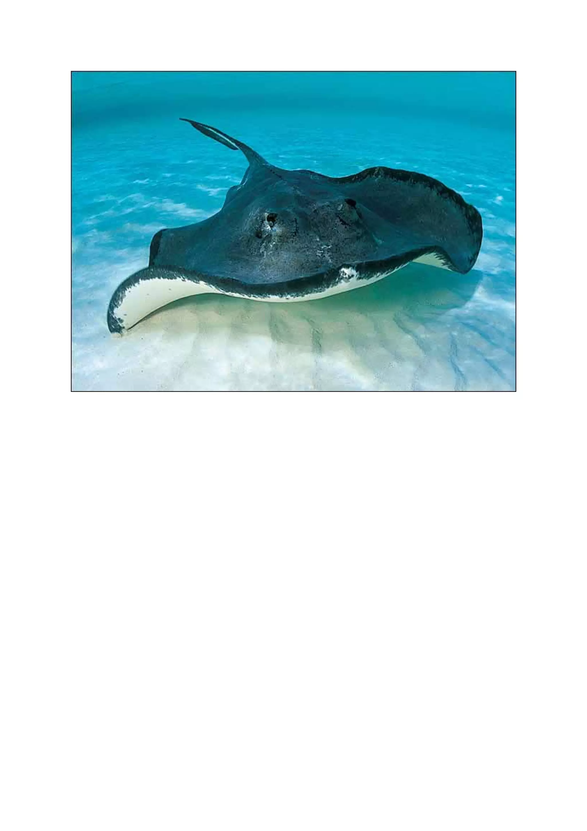 Stingrays | PDF