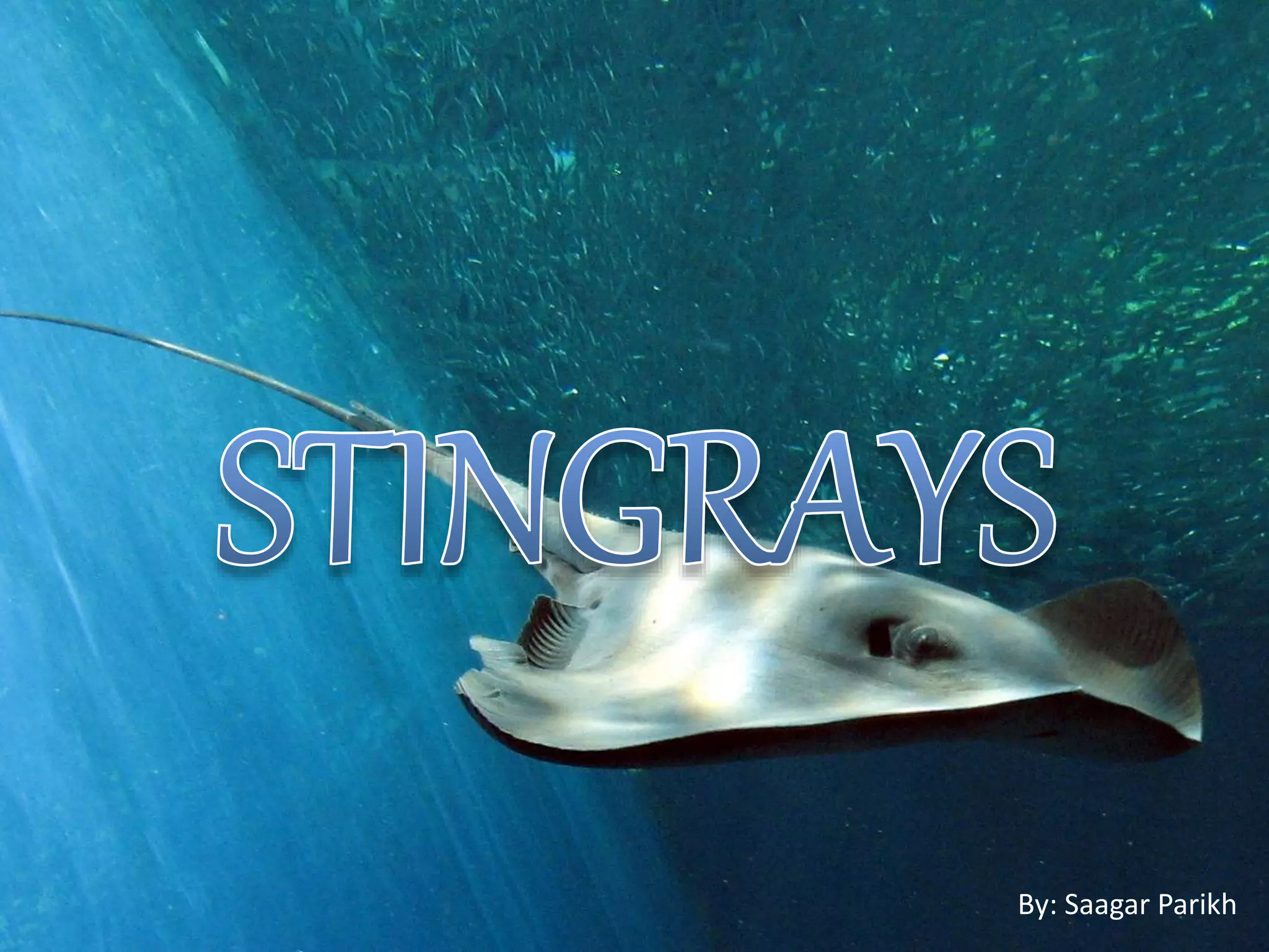 Stingrays | PPTX