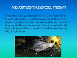 Stingrays | PPTX