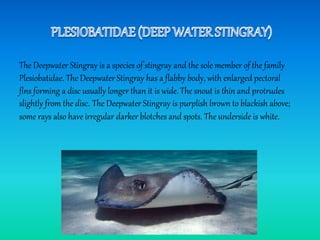Stingrays | PPTX