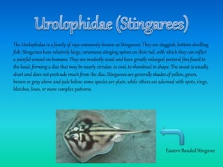 Stingrays | PPTX