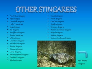 Stingrays | PPTX
