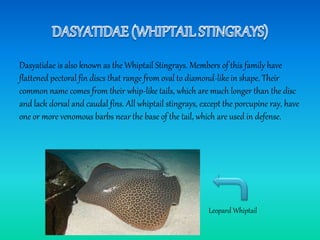 Stingrays | PPTX