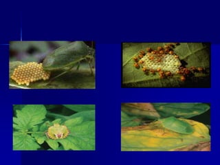 IPM- Stink bugs | PPT
