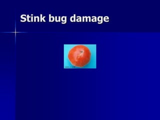 IPM- Stink bugs | PPT