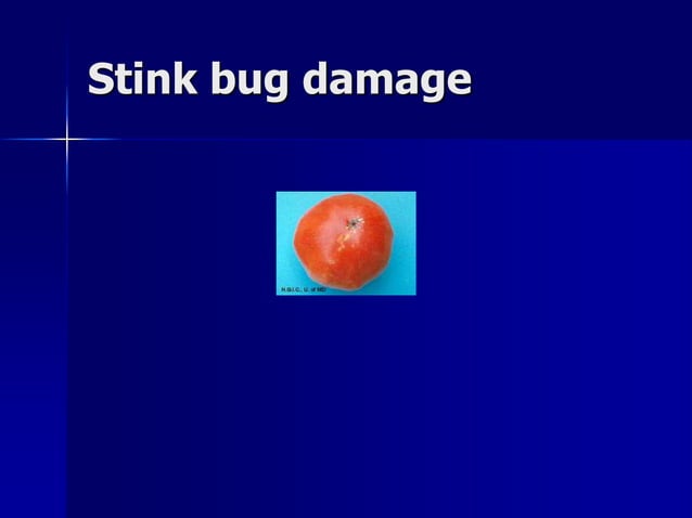 IPM- Stink bugs | PPT