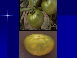 IPM- Stink bugs | PPT