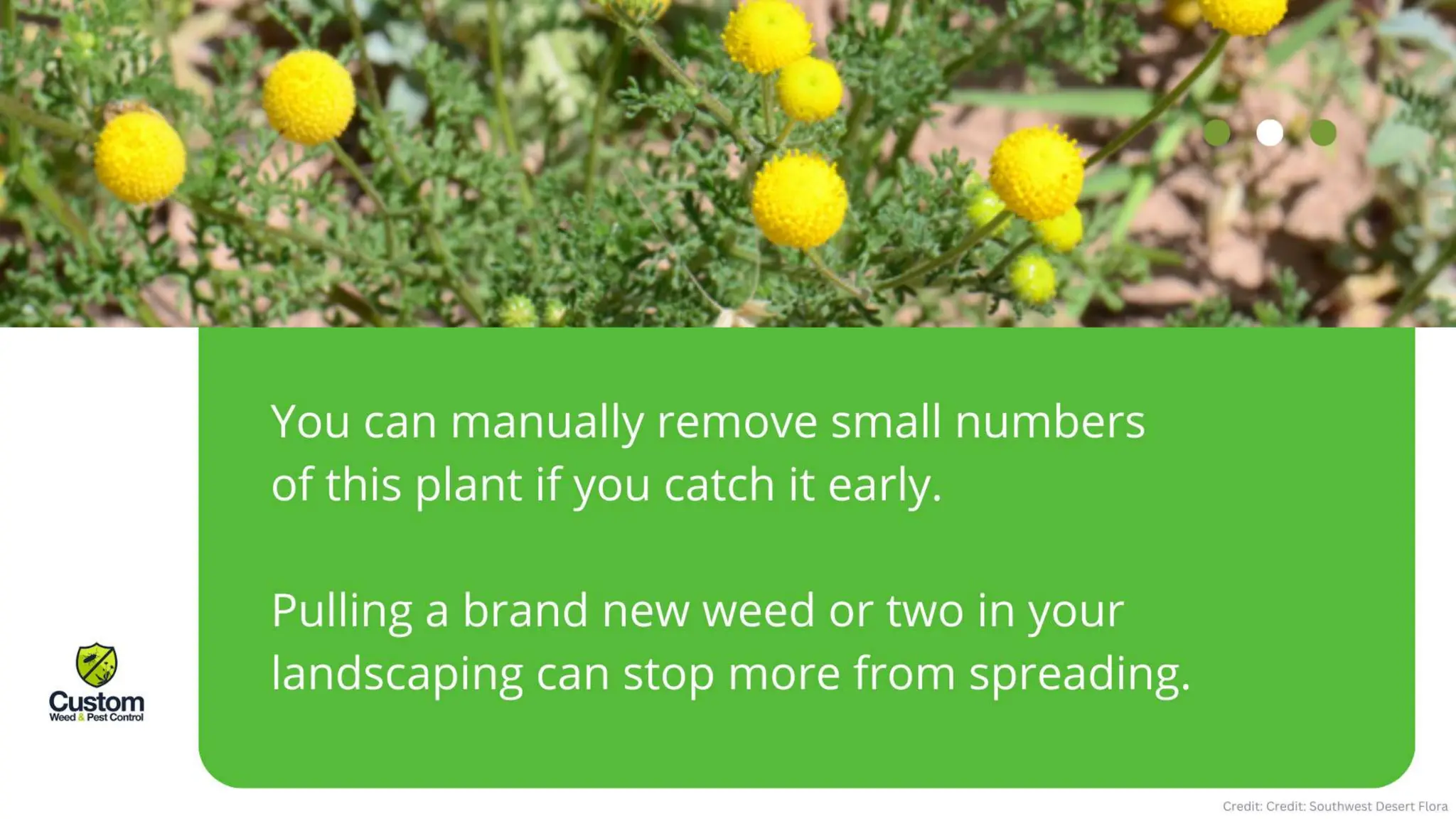 Stinknet: What It Is and What To Do About It | PPTX | Agriculture ...