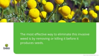 Stinknet: What It Is and What To Do About It | PPT