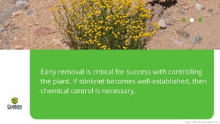 Stinknet: What It Is and What To Do About It | PPTX