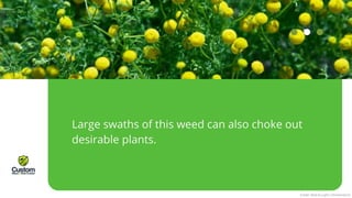 Stinknet: What It Is and What To Do About It | PPTX