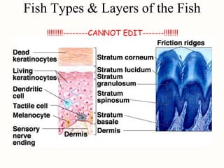 Chapter 666 The Integumentary System | PPT