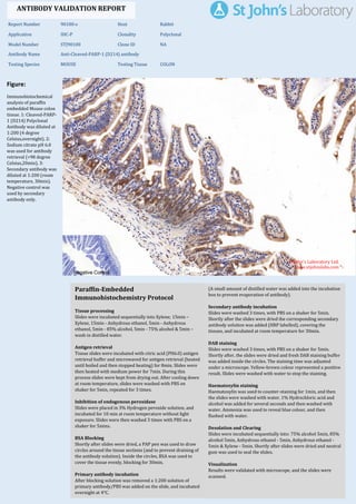 Immunohistochemistry Antibody Validation Report for Anti-Cleaved-PARP-1 ...