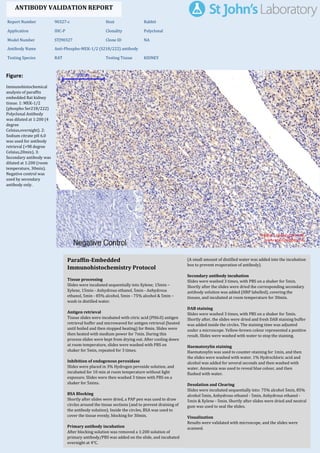 Immunohistochemistry Antibody Validation Report for Anti-Phospho-MEK-1/ ...