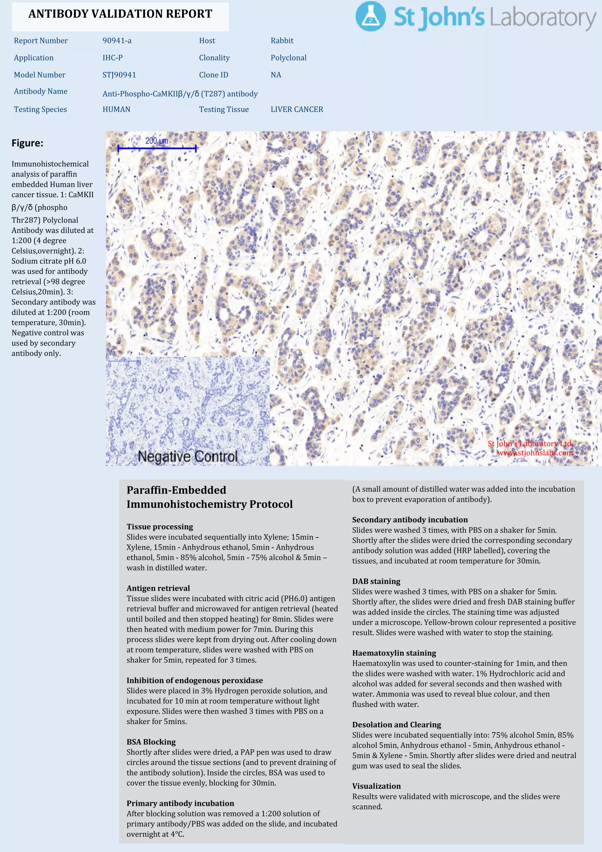 Immunohistochemistry Antibody Validation Report for Anti-Phospho ...