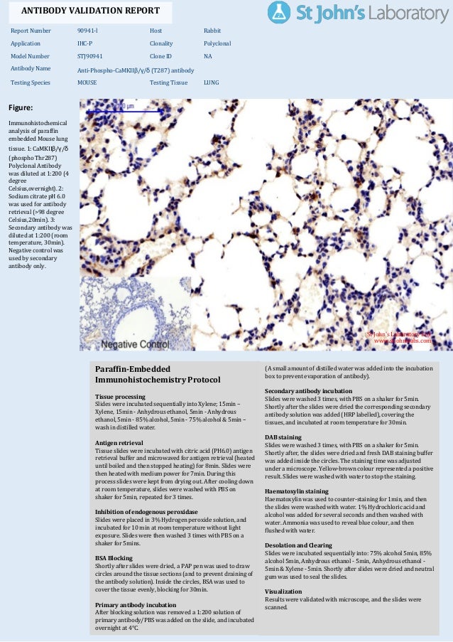 Immunohistochemistry Antibody Validation Report for Anti-Phospho-CaMK…