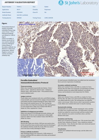 Immunohistochemistry Antibody Validation Report for Anti-Bcl-x Antibody ...