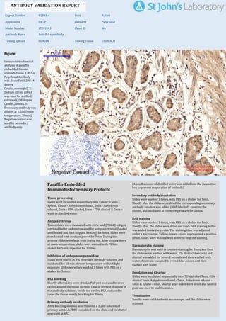 Immunohistochemistry Antibody Validation Report for Anti-Bcl-x Antibody ...