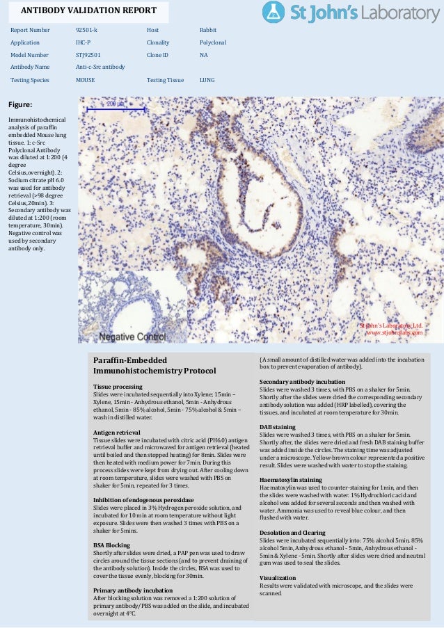 Immunohistochemistry Antibody Validation Report for Anti-c-Src Antibo…