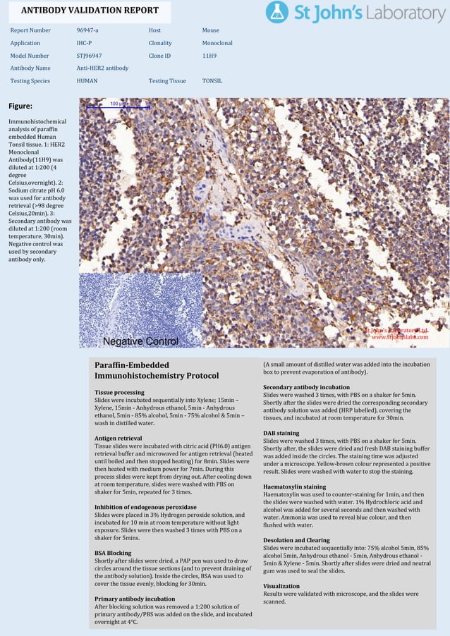 Immunohistochemistry Antibody Validation Report for Anti-HER2 Antibody ...
