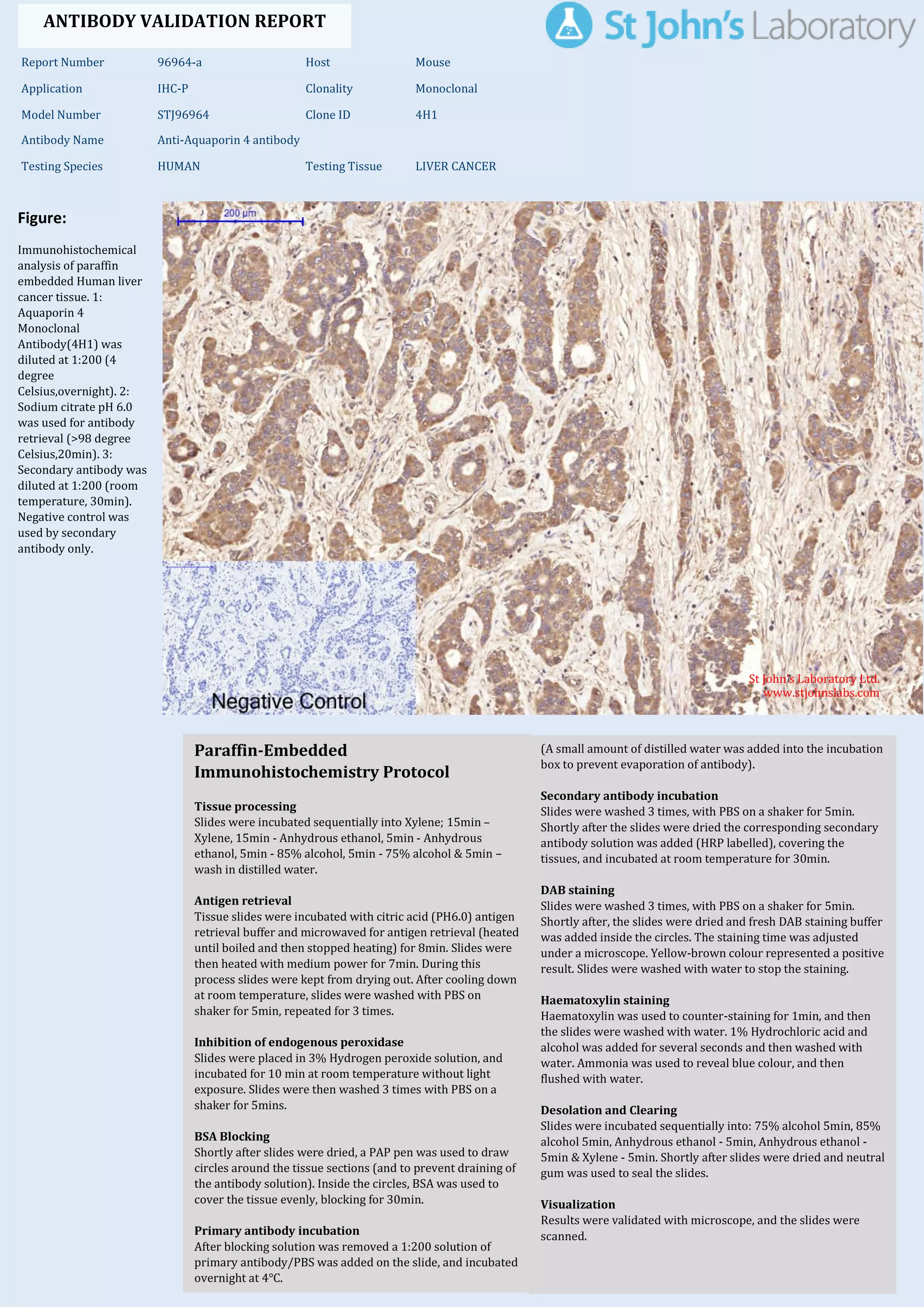 Immunohistochemistry Antibody Validation Report for Anti-Aquaporin 4 ...