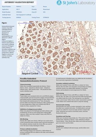 Immunohistochemistry Antibody Validation Report for Anti-Aquaporin 4 ...