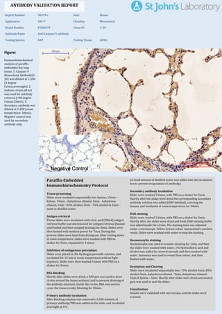 Immunohistochemistry Antibody Validation Report for Anti-Caspase 9 Antibody (STJ96979) | PDF