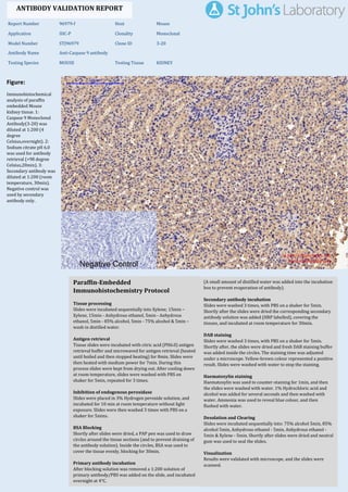 Immunohistochemistry Antibody Validation Report for Anti-Caspase 9 Antibody (STJ96979) | PDF