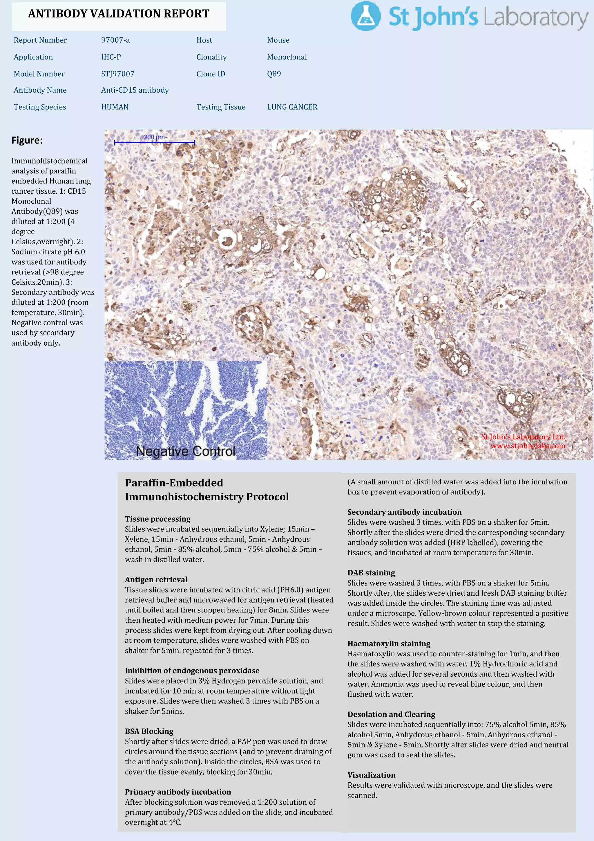 Immunohistochemistry Antibody Validation Report for Anti-CD15 Antibody ...