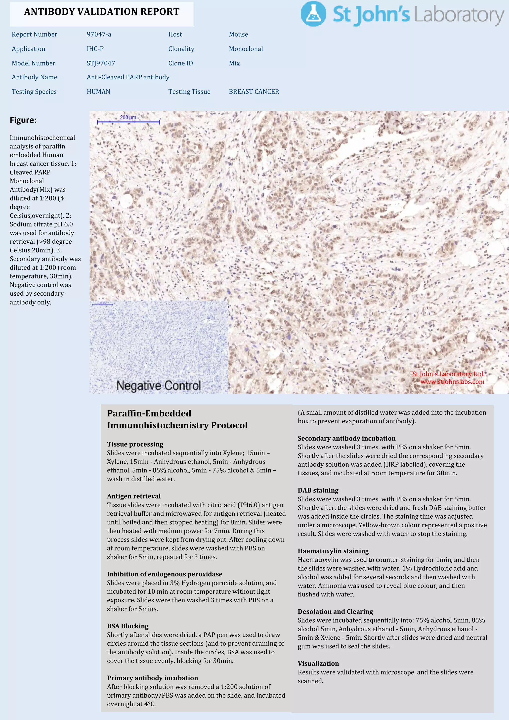 Immunohistochemistry Antibody Validation Report for Anti-Cleaved PARP ...