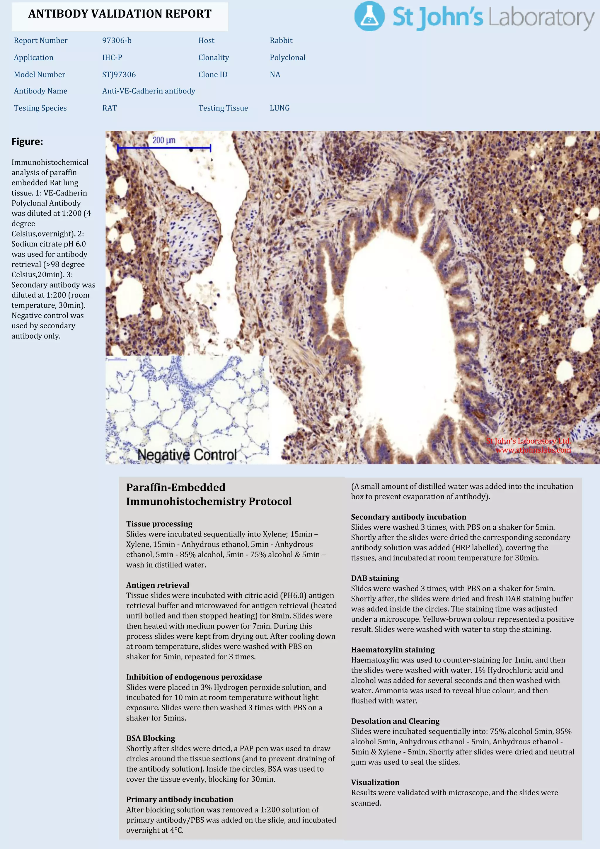Immunohistochemistry Antibody Validation Report for Anti-VE-Cadherin ...