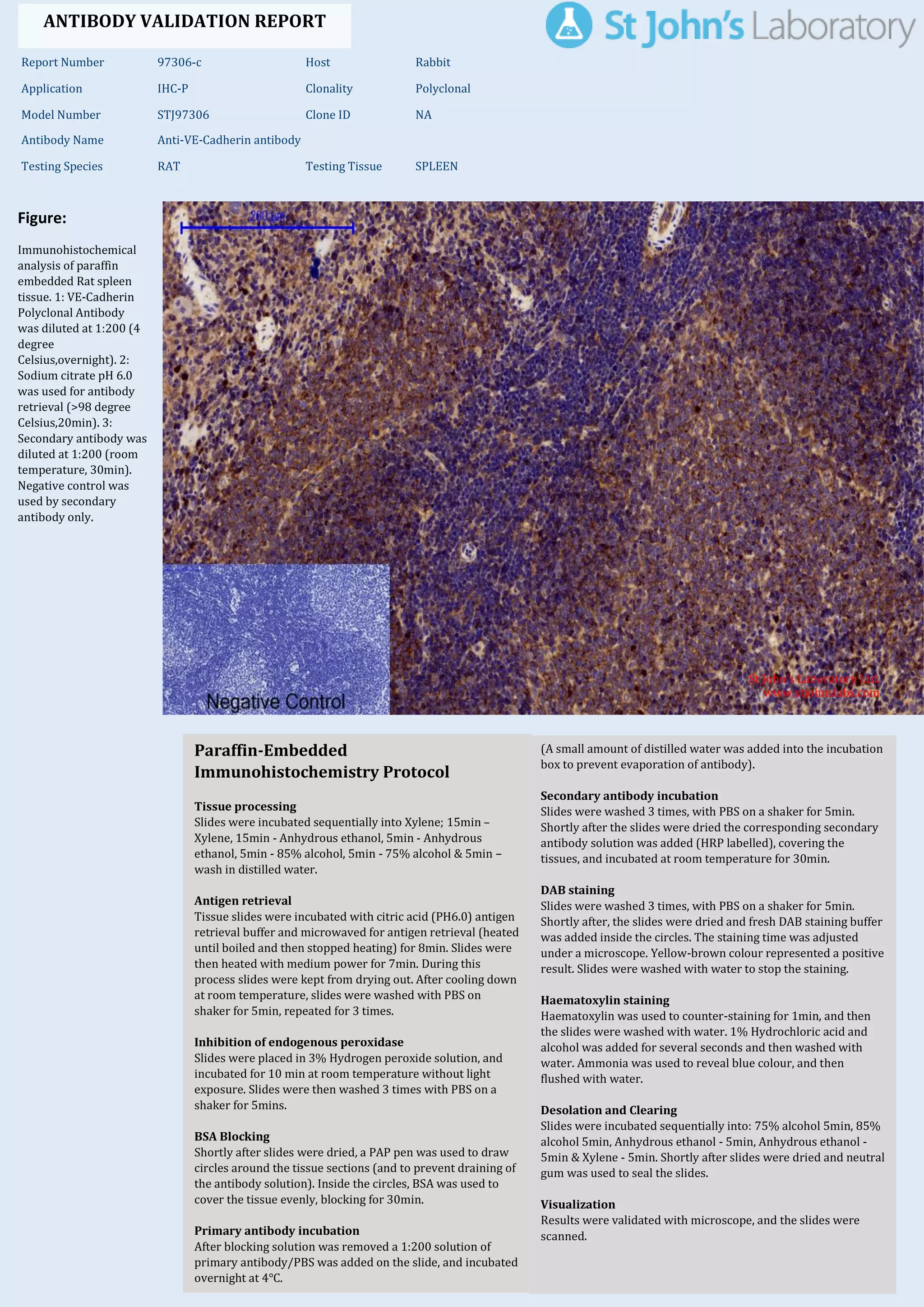 Immunohistochemistry Antibody Validation Report for Anti-VE-Cadherin ...