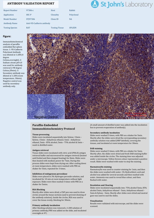 Immunohistochemistry Antibody Validation Report for Anti-VE-Cadherin Antibody (STJ97306) | PDF