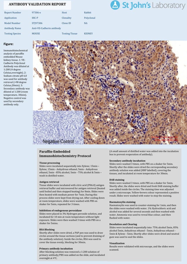 Immunohistochemistry Antibody Validation Report for Anti-VE-Cadherin ...