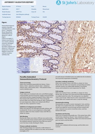 Immunohistochemistry Antibody Validation Report for Anti-Ubiquitin ...