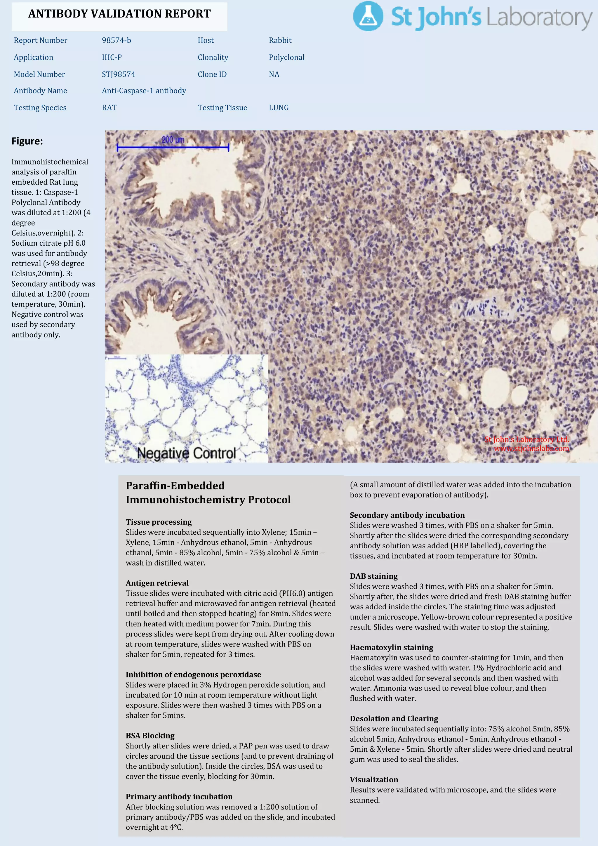 Immunohistochemistry Antibody Validation Report for Anti-Caspase-1 ...