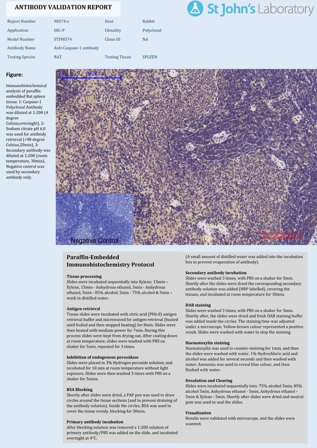 Immunohistochemistry Antibody Validation Report for Anti-Caspase-1 ...