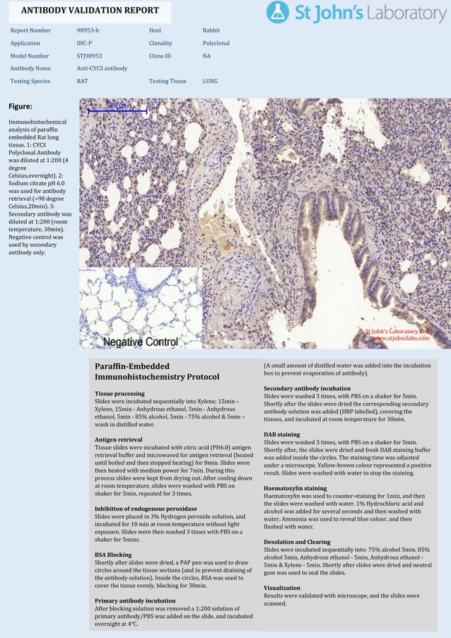 Immunohistochemistry Antibody Validation Report for Anti-CYCS Antibody ...