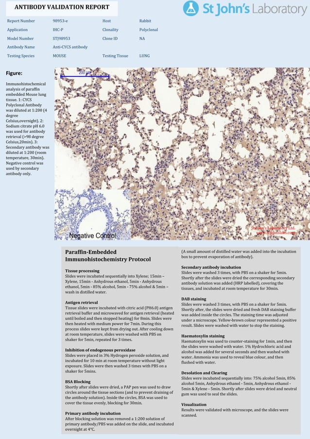 Immunohistochemistry Antibody Validation Report for Anti-CYCS Antibody ...