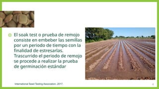 prueba de remojo de semilla Jicama Agro LRZ.pptx
