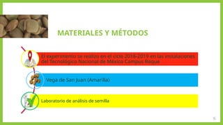 prueba de remojo de semilla Jicama Agro LRZ.pptx
