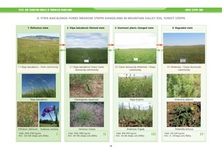 State and transition models of Mongolia's rangelands, 2018 | PDF