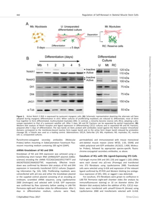 stmcls_36_3_458_Siew_Hui_Low.pdf