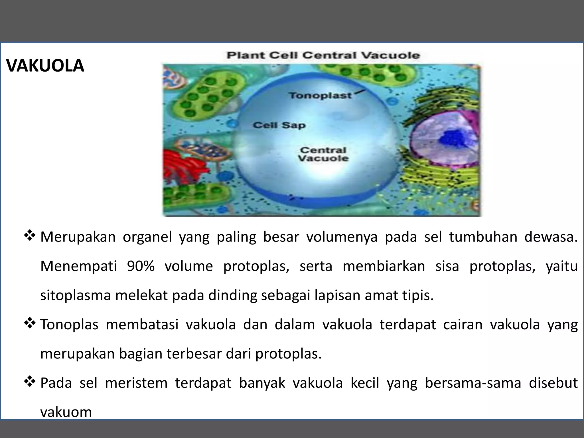 Sistematika Tumbuhan Oat | PDF