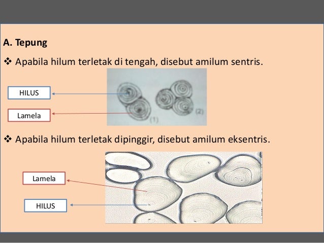 Sistematika Tumbuhan Oat