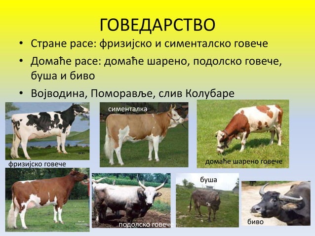 Stočarstvo u Srbiji Tanja Gagić | PPTX